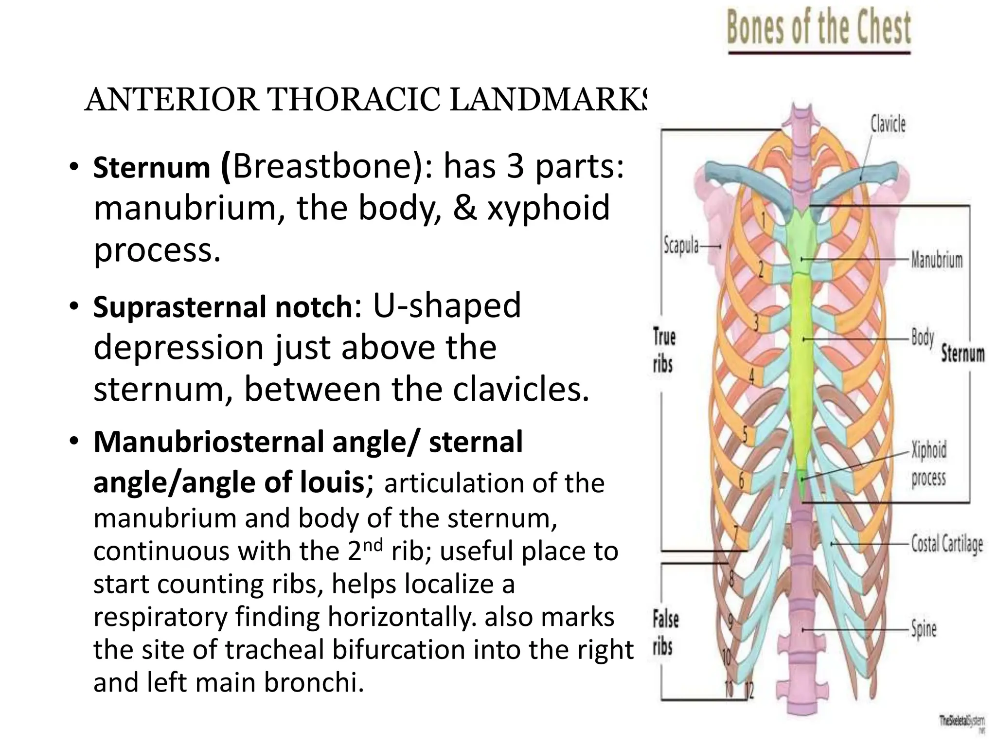 Respiratory system assessment Zu 2023 updated (1).pptx