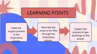Respiratory System Biology Presentation in a Blue Pink Bold Style.pptx