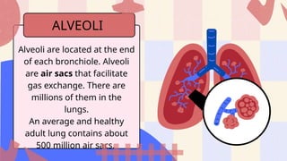 Respiratory System Biology Presentation in a Blue Pink Bold Style.pptx