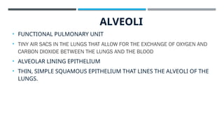 Respiratory system physiology lecture ( bsC nursing ).pptx