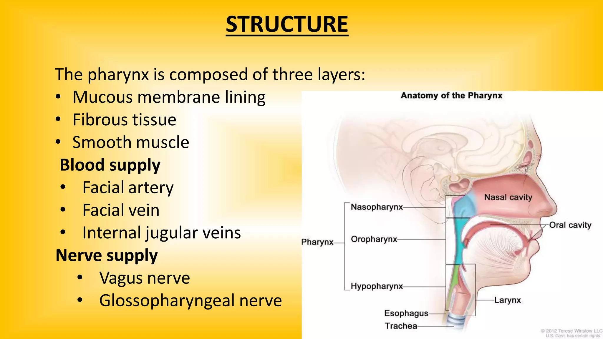 Respiratory system- Anatomy & Physiology | PPTX