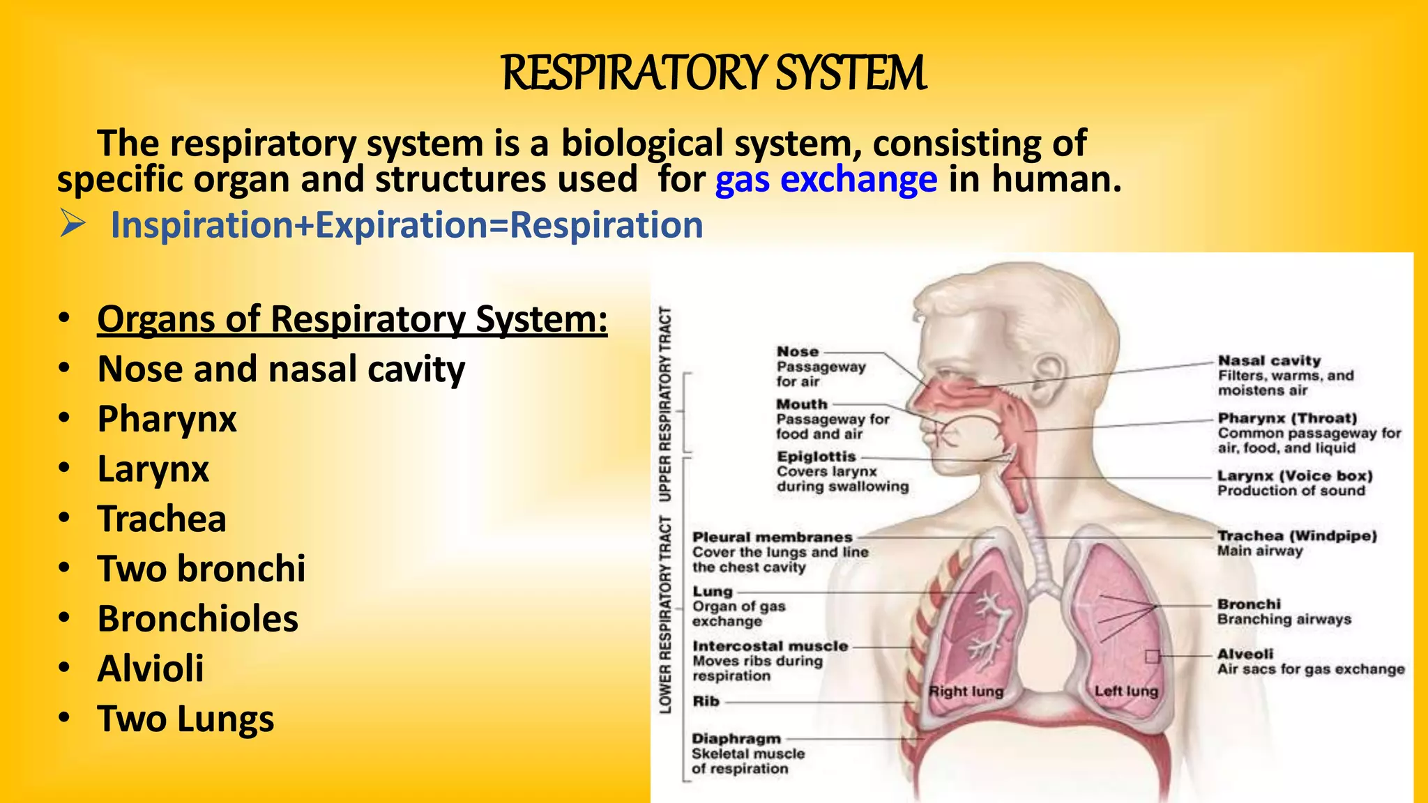 Respiratory system- Anatomy & Physiology | PPTX