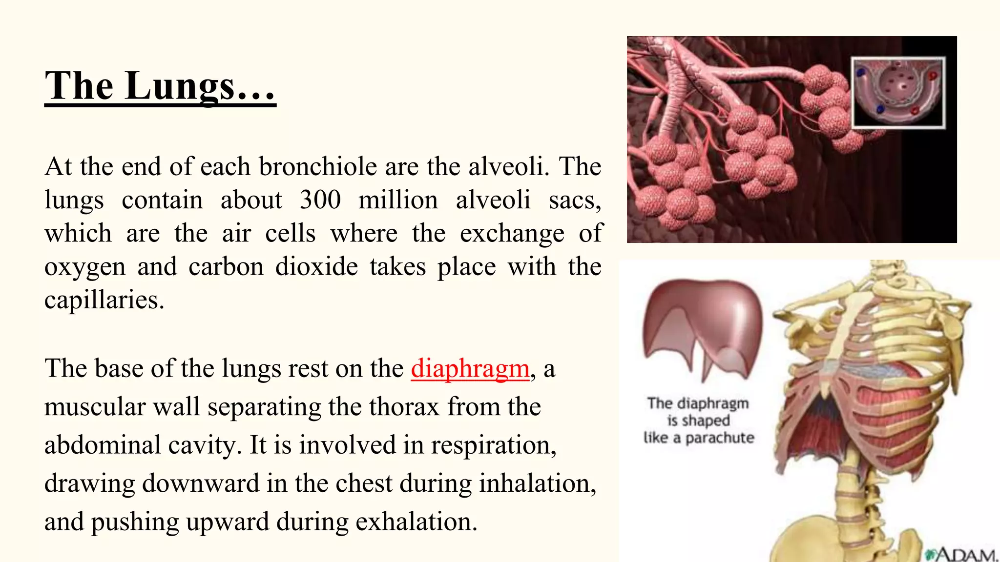 Respiratory System by Roshni Kumari (1).pptx