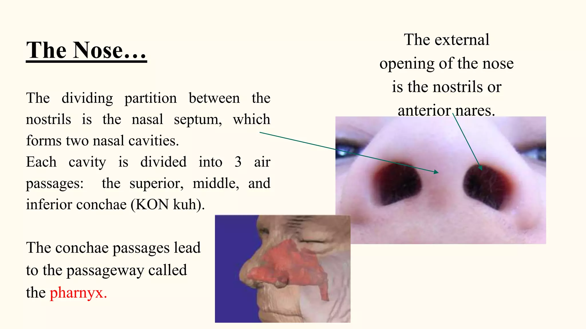 Respiratory System by Roshni Kumari (1).pptx