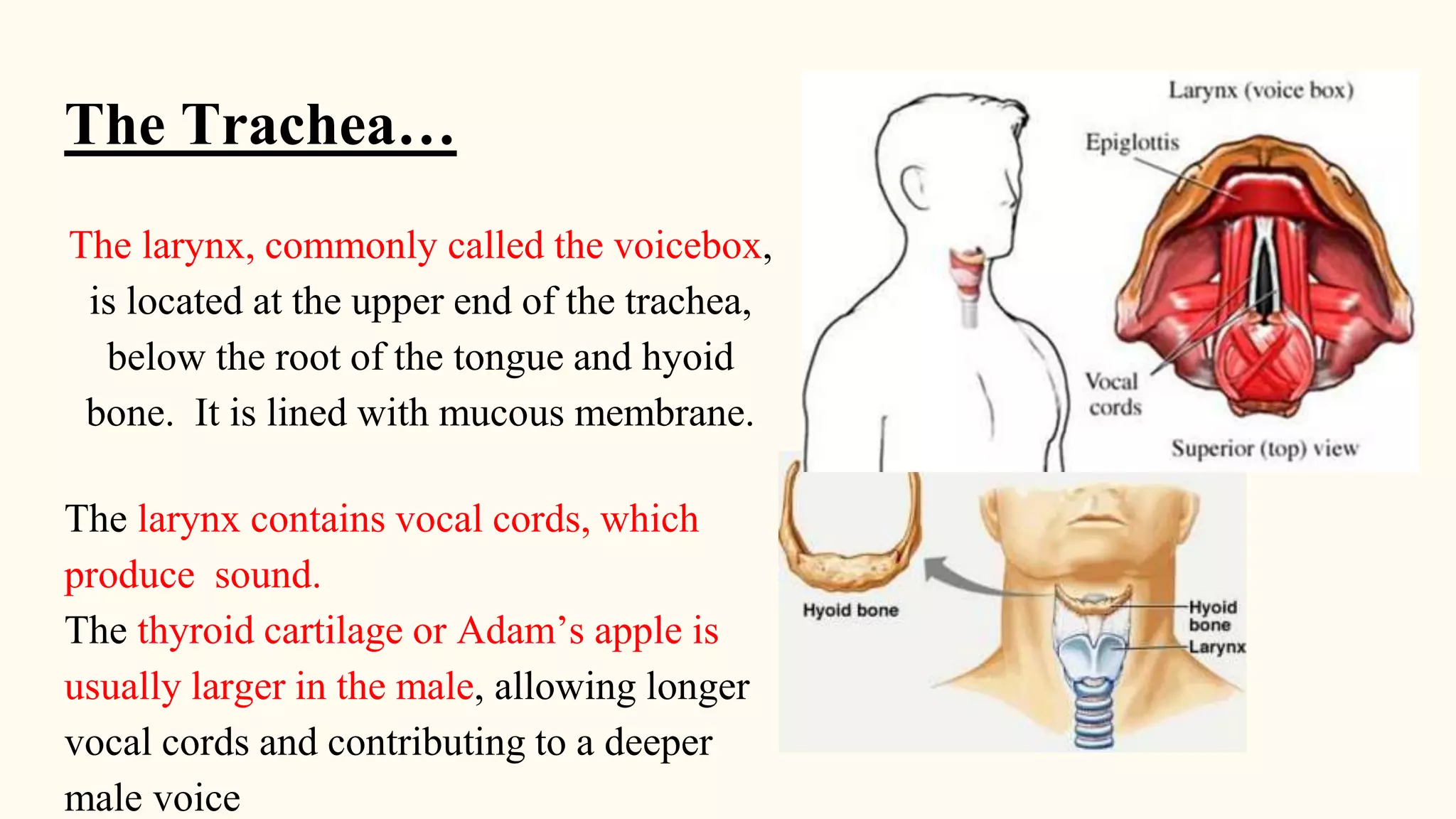 Respiratory System by Roshni Kumari (1).pptx