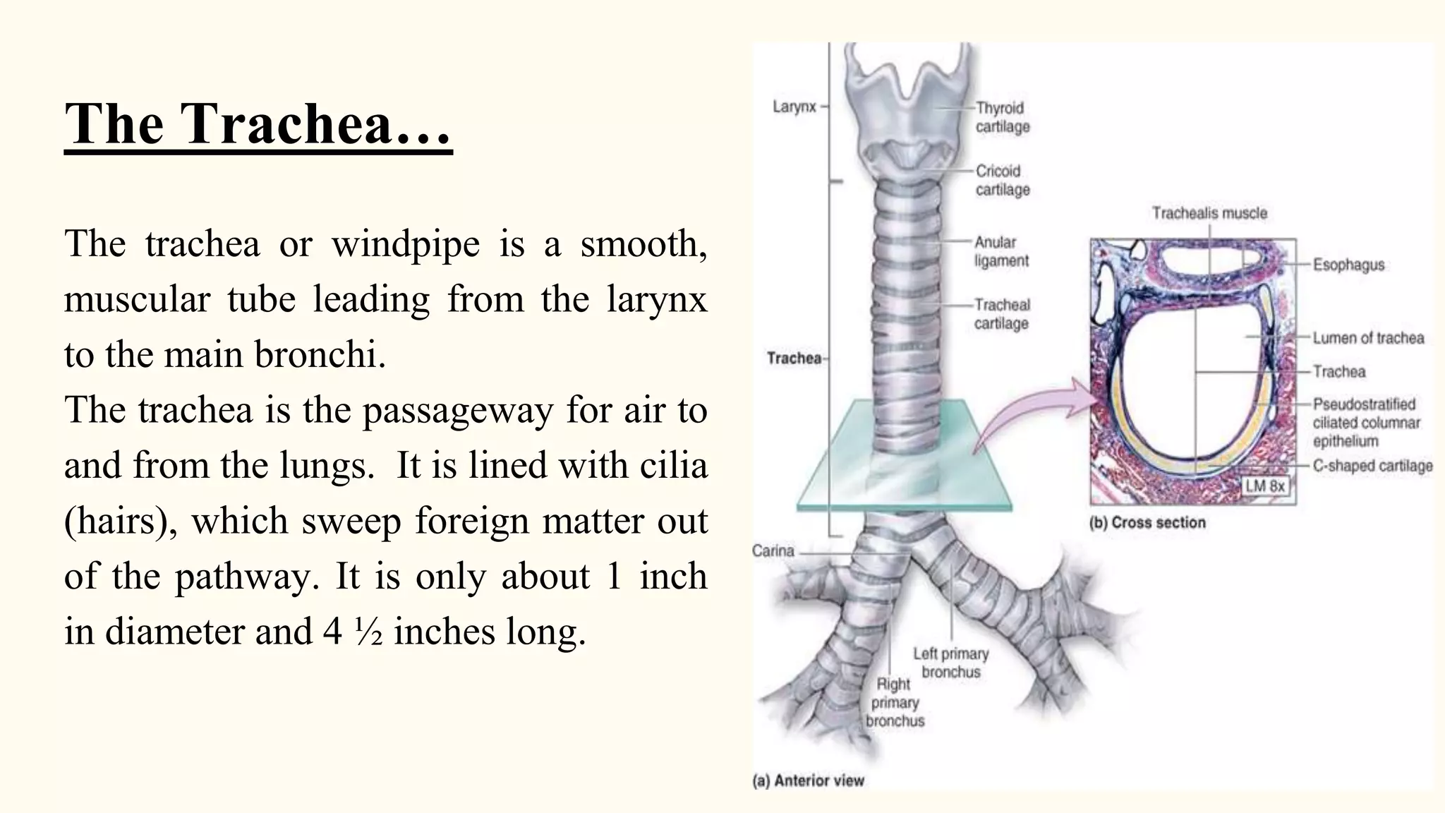Respiratory System by Roshni Kumari (1).pptx
