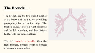 Respiratory System by Roshni Kumari (1).pptx