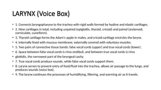 respiratory system copy presentation by dr ela | PPT