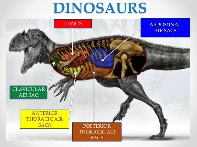 Respiratory system dinos