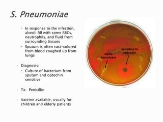 Respiratory system diseases | PPTX