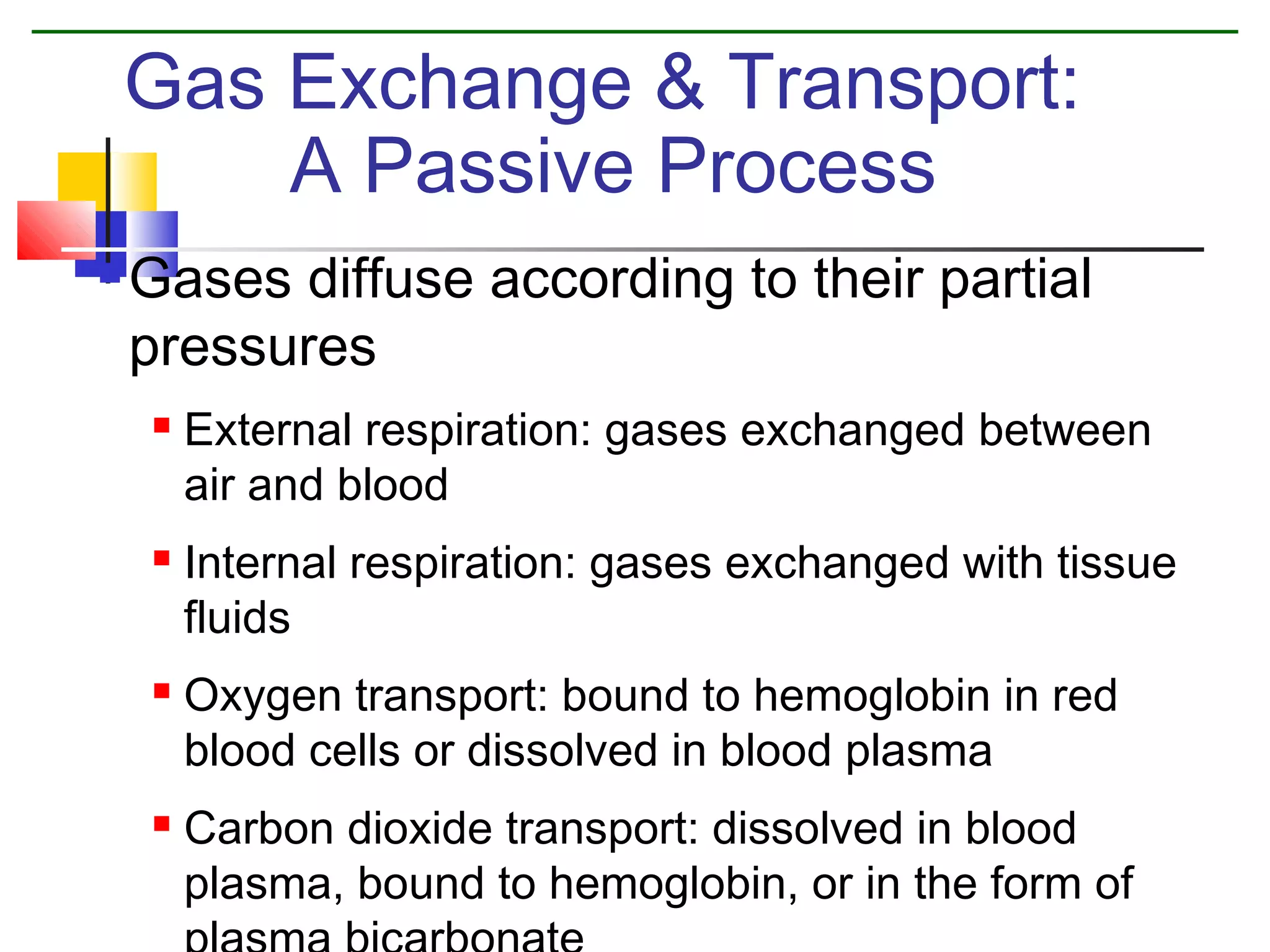 Respiratory system dock | PPT