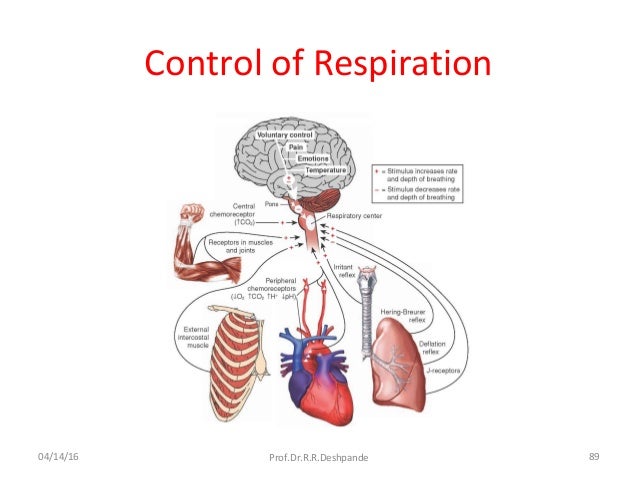 Respiratory system part 1