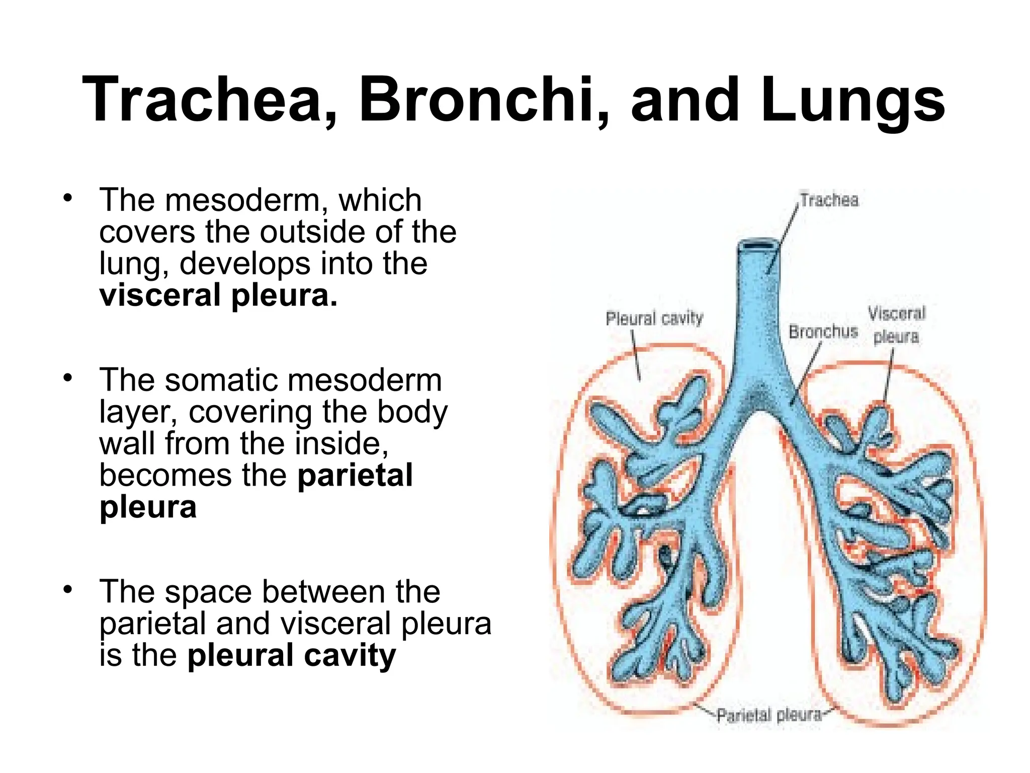 RESPIRATORY SYSTEM EMBRYOLOGY (Anatomy 2) | PPT