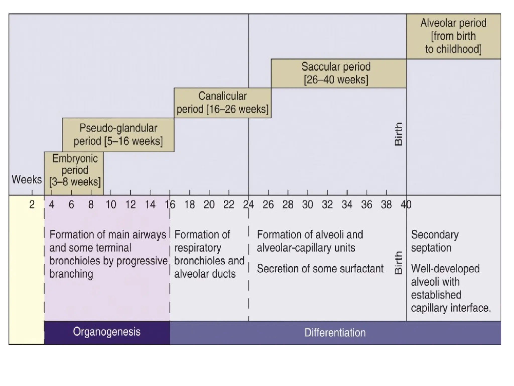 RESPIRATORY SYSTEM EMBRYOLOGY (Anatomy 2) | PPT