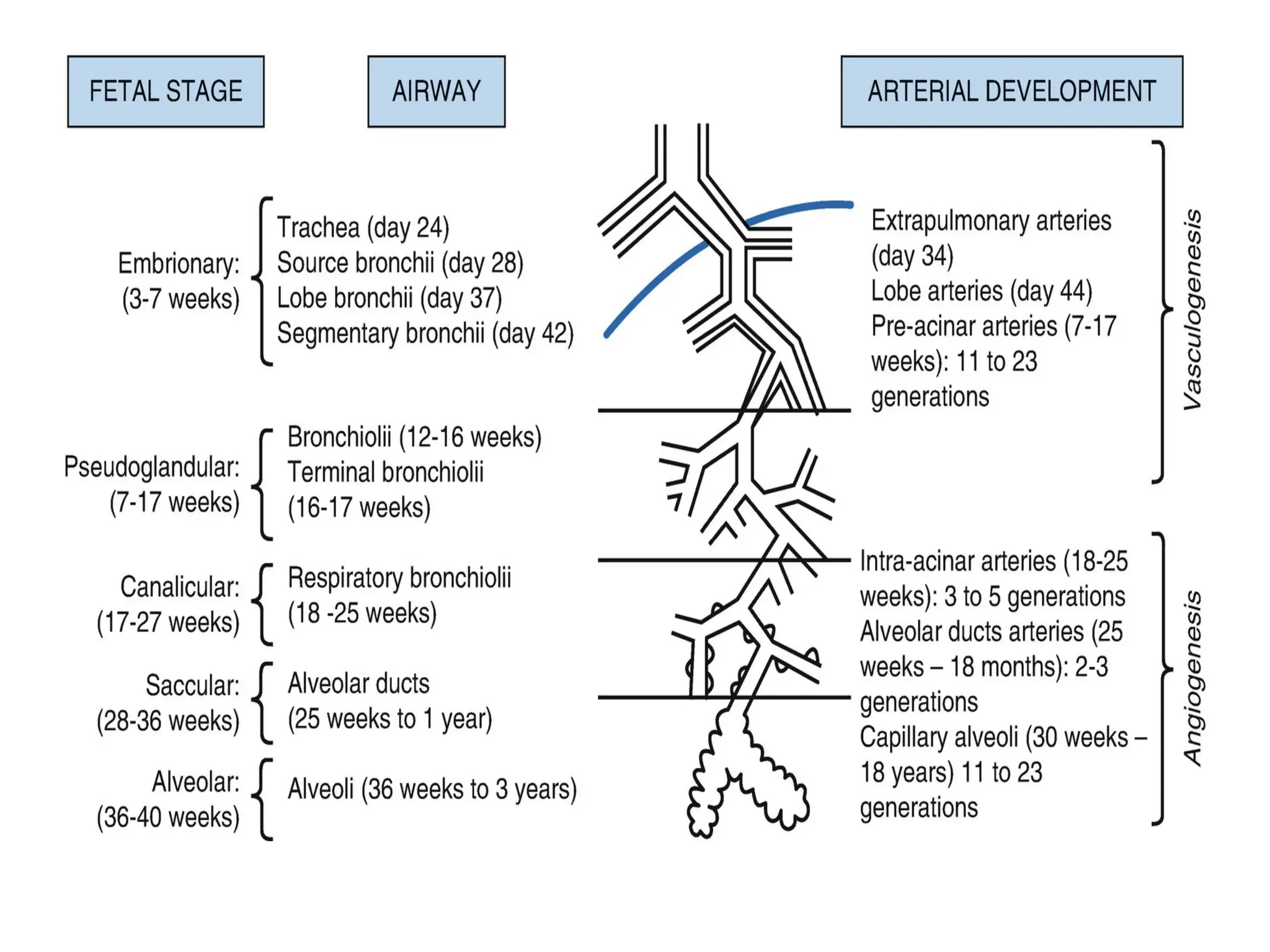 RESPIRATORY SYSTEM EMBRYOLOGY (Anatomy 2) | PPT