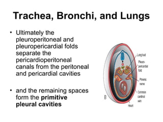 RESPIRATORY SYSTEM EMBRYOLOGY (Anatomy 2) | PPT