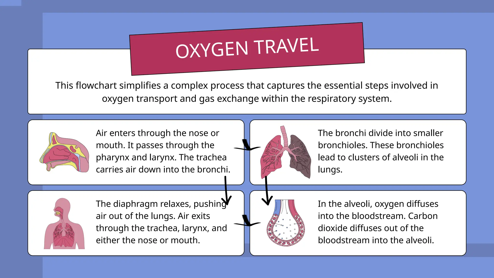 Respiratory System (Enhanced Science 9 Class).pptx