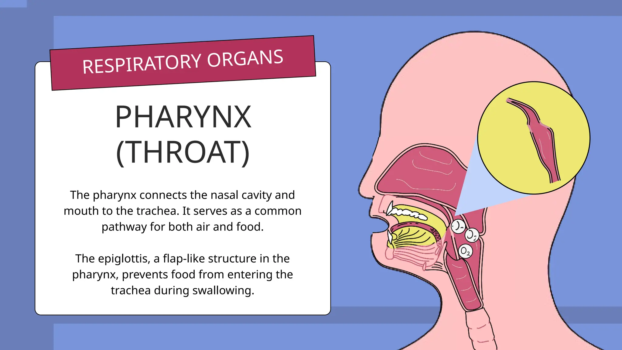 Respiratory System (Enhanced Science 9 Class).pptx