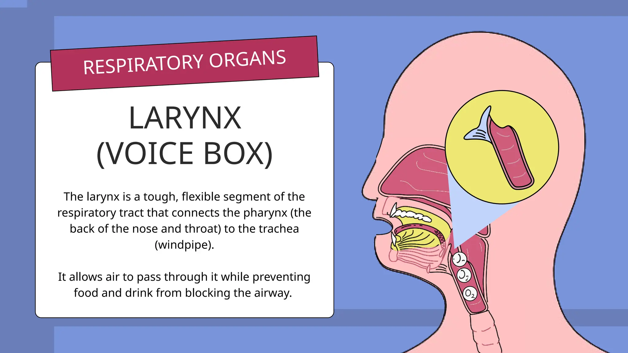 Respiratory System (Enhanced Science 9 Class).pptx
