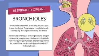 Respiratory System (Enhanced Science 9 Class).pptx