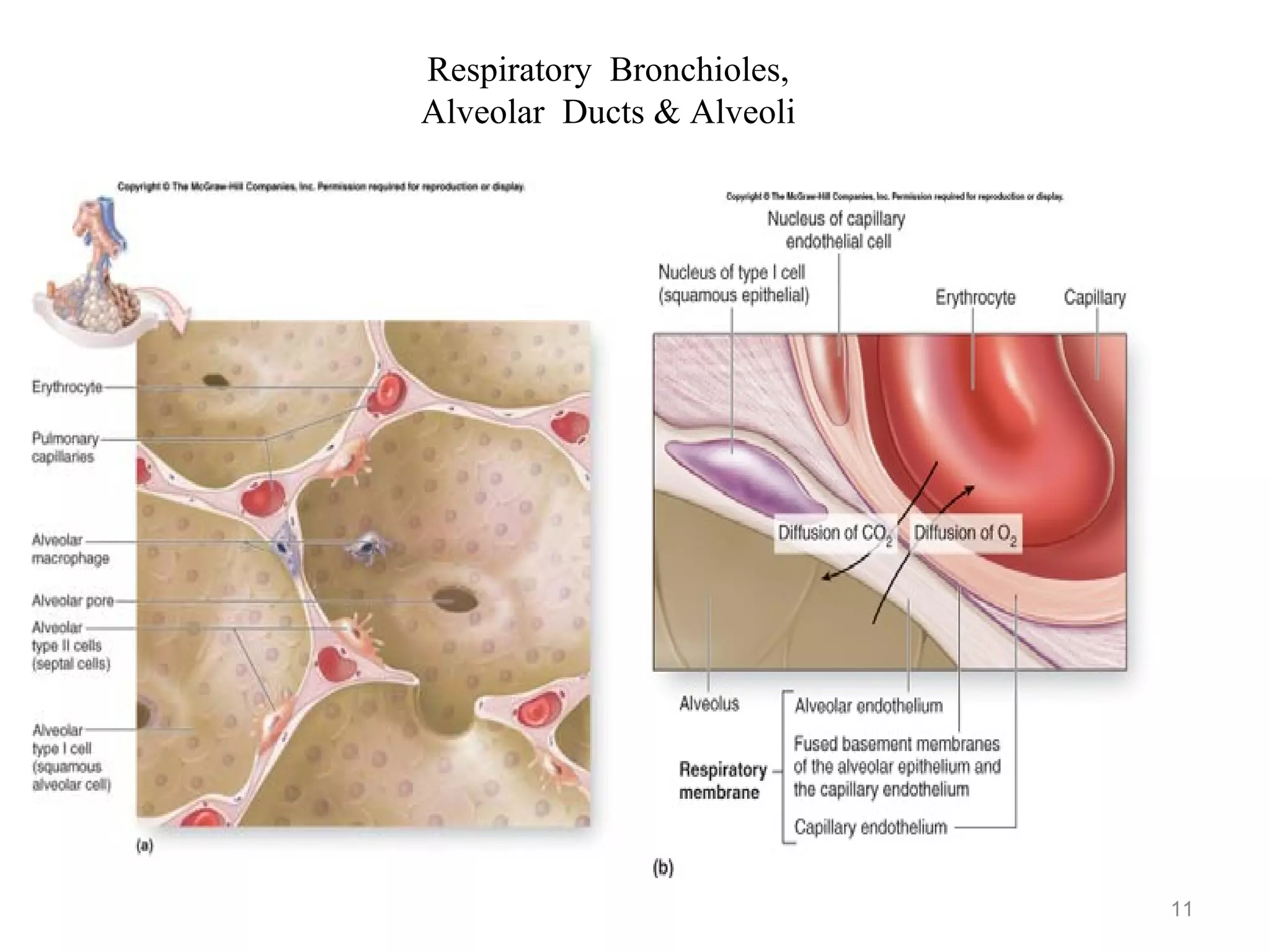 Respiratory system examination | PPT