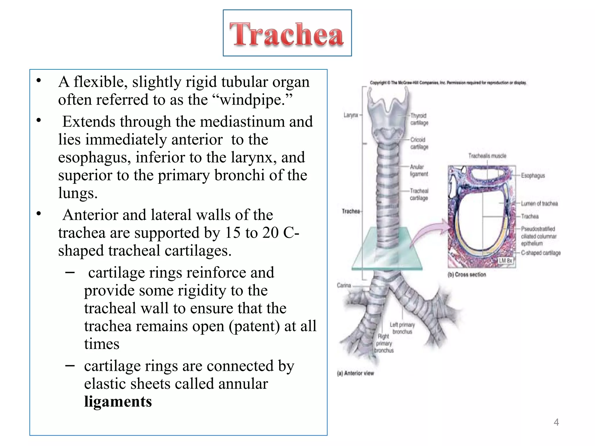 Respiratory system examination | PPT