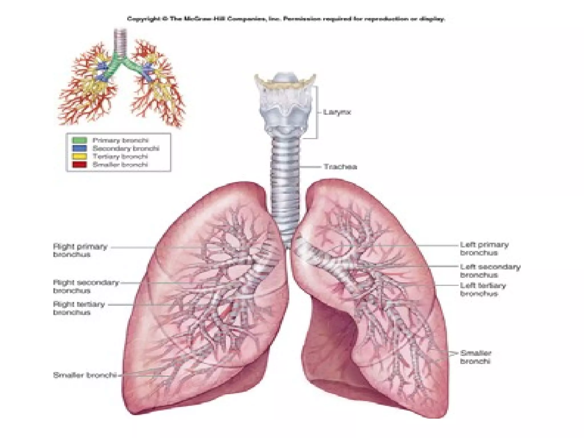 Respiratory system examination | PPT