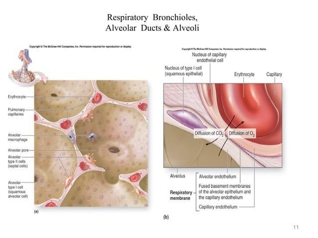 Respiratory system examination | PPT