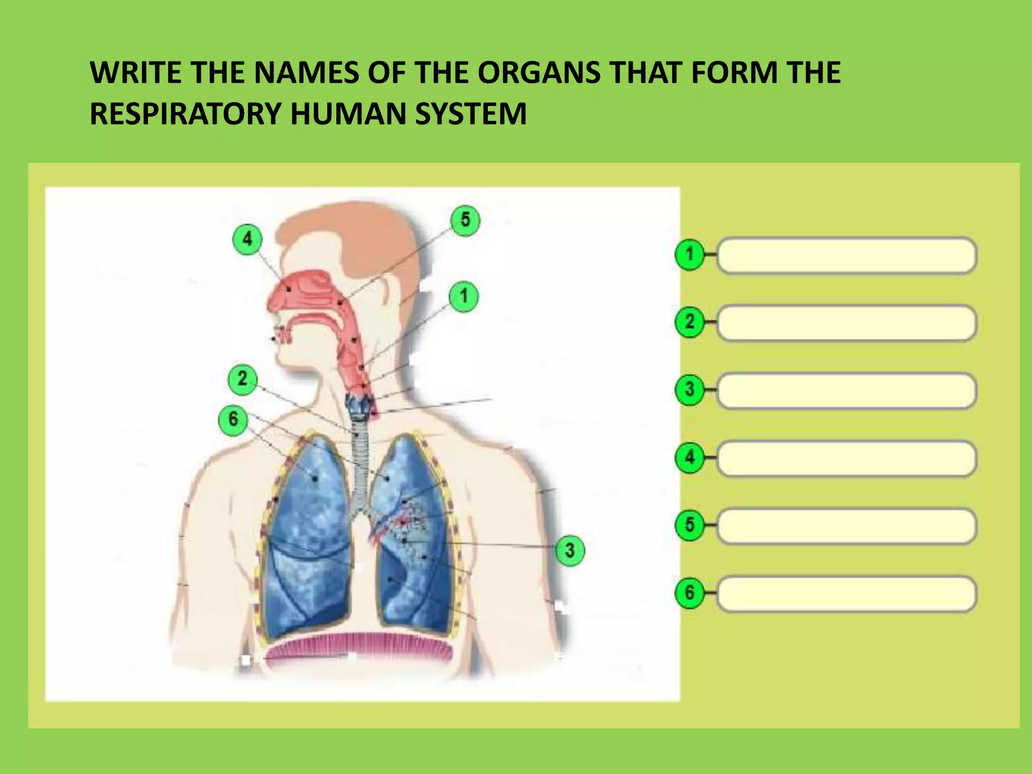 Respiratory system exercises | PPT