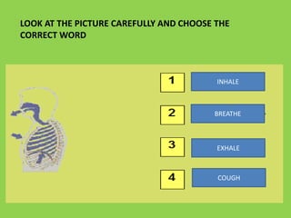 Respiratory system exercises | PPT