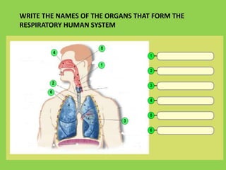 Respiratory system exercises | PPTX