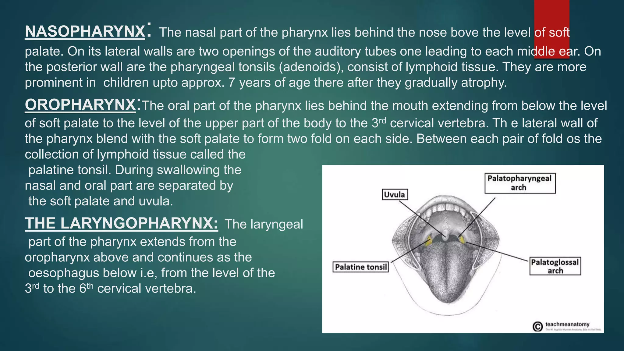 Respiratory system final | PPTX