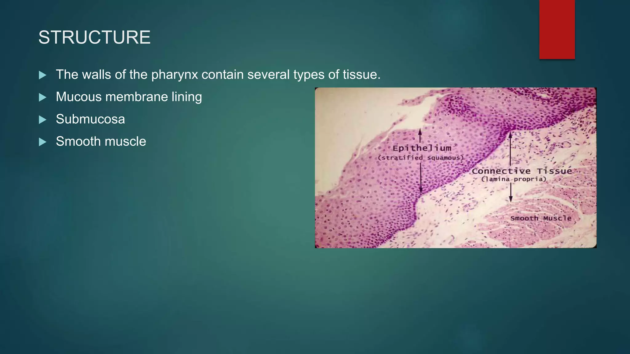 Respiratory system final | PPTX
