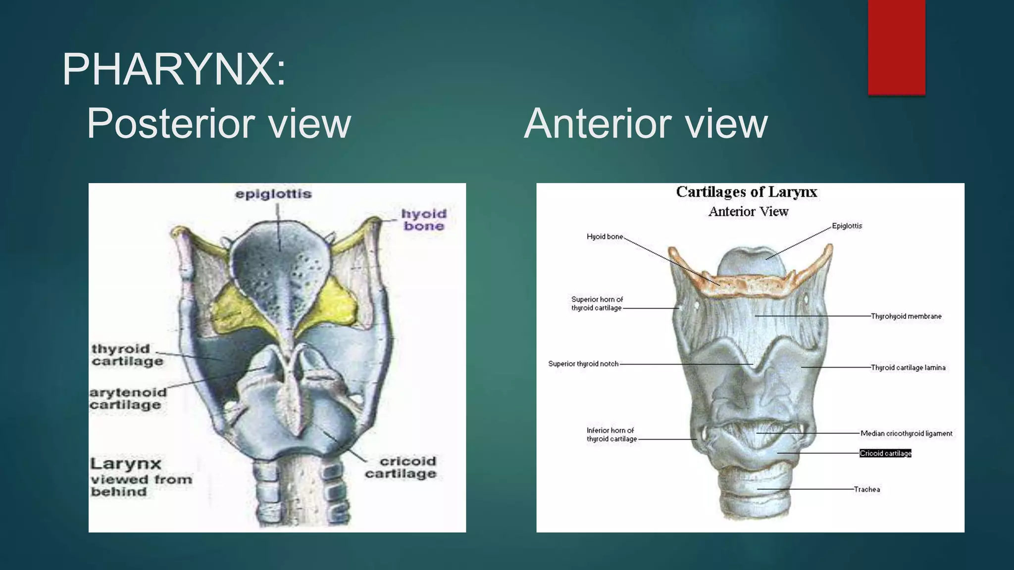 Respiratory system final | PPTX