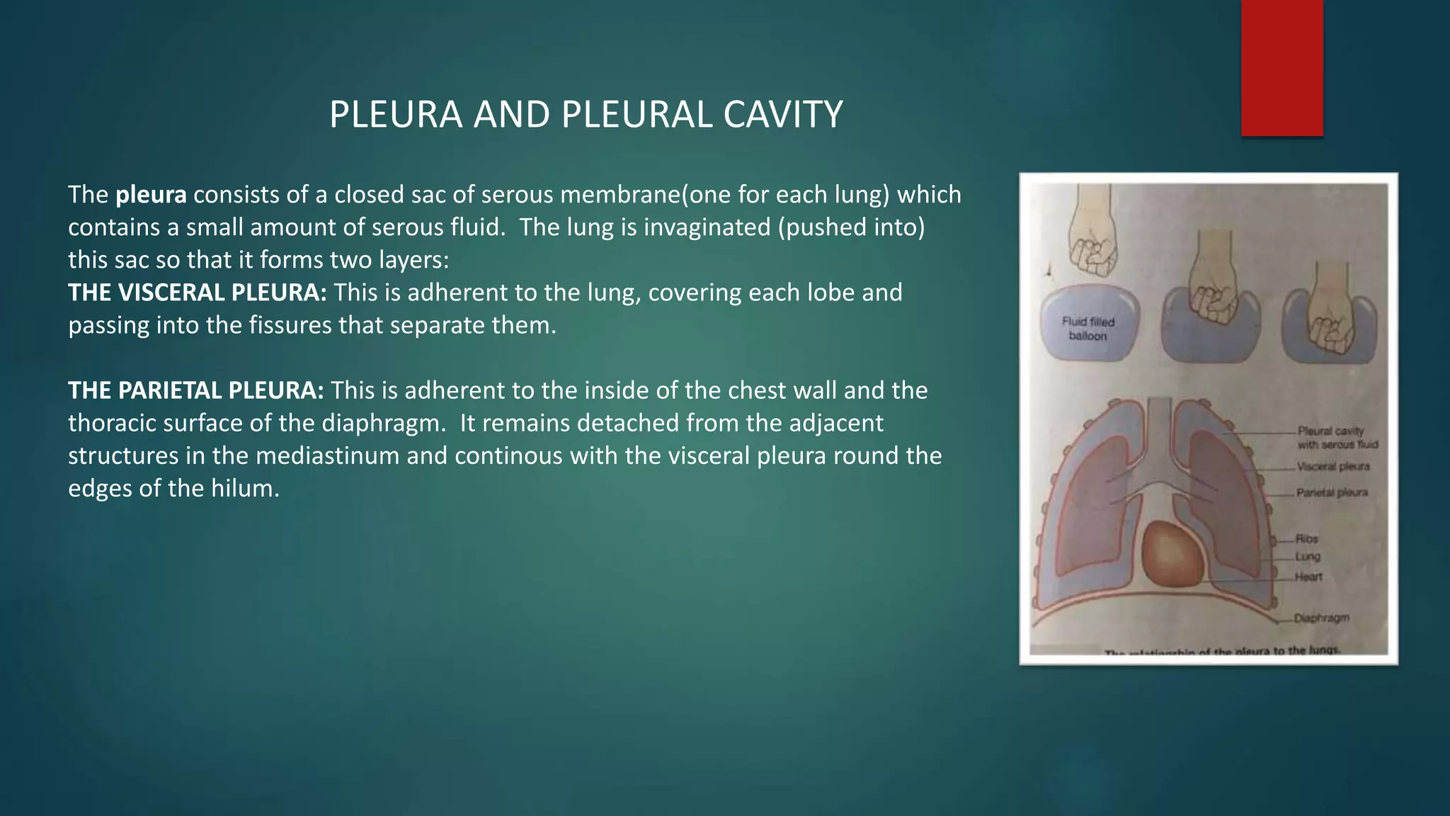 Respiratory system final | PPTX