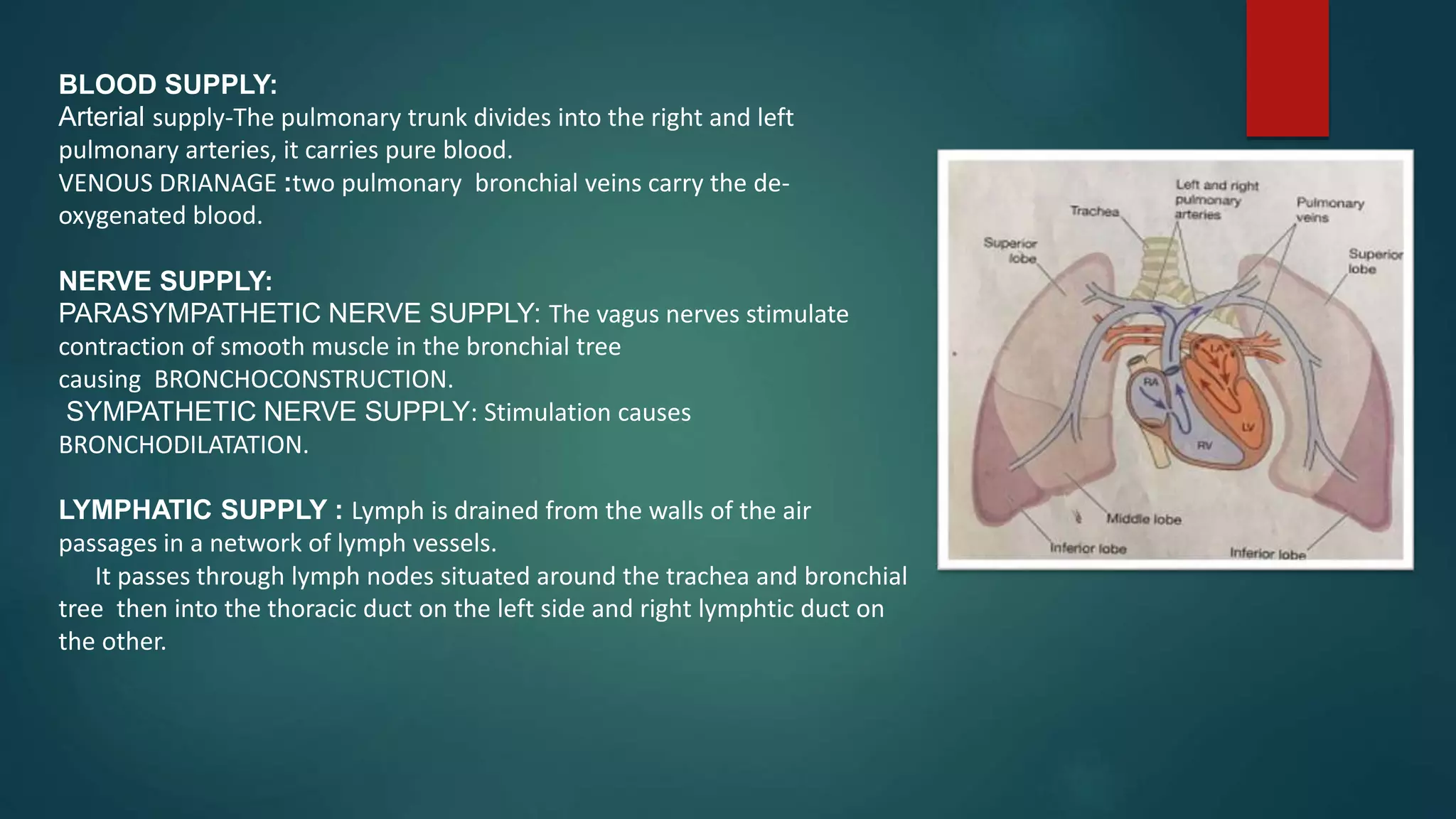 Respiratory system final | PPTX