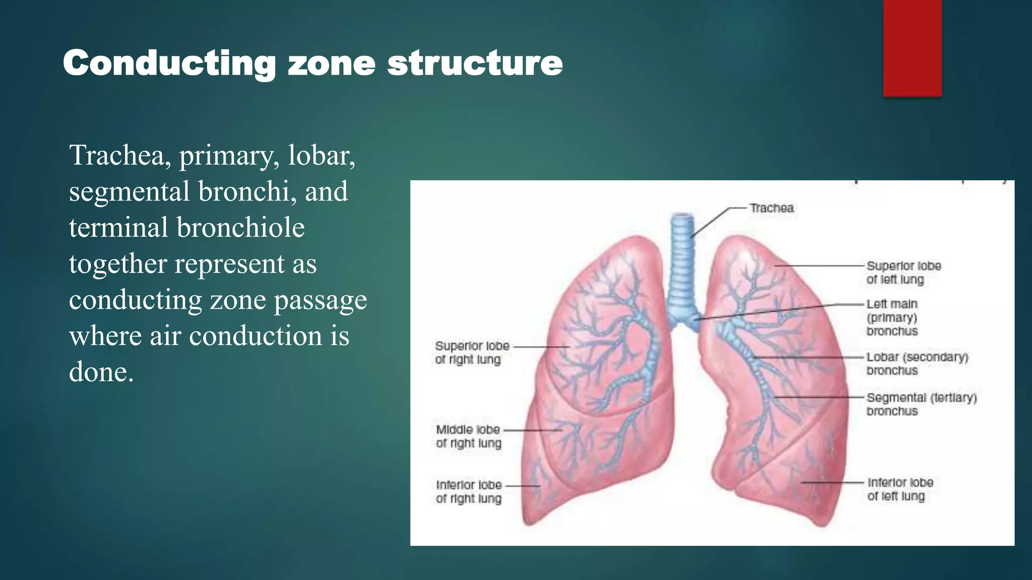 Respiratory system final | PPTX