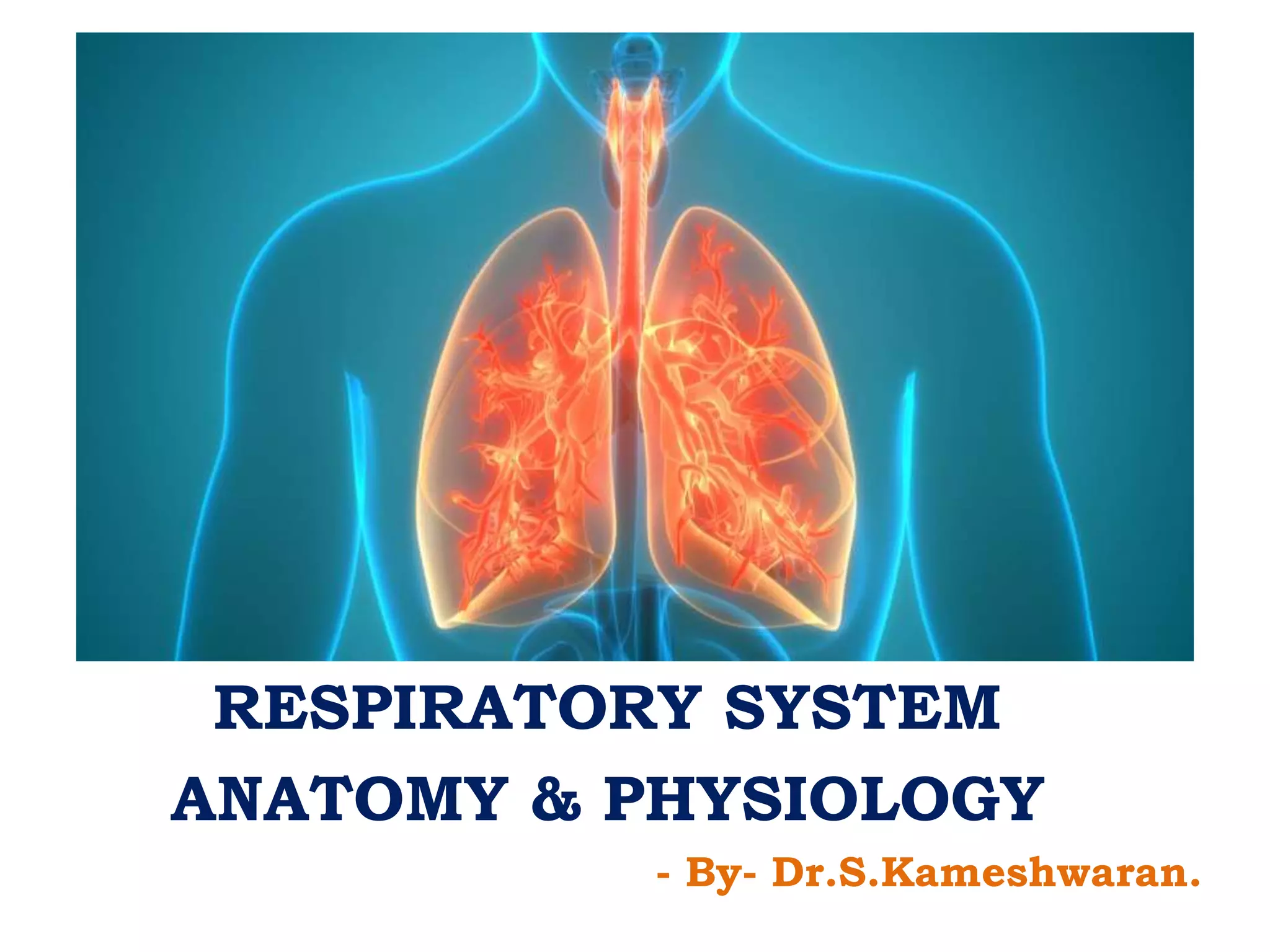 HUMAN RESPIRATORY SYSTEM ANATOMY & PHYSIOLOGY | PPT | Ear, Nose and ...