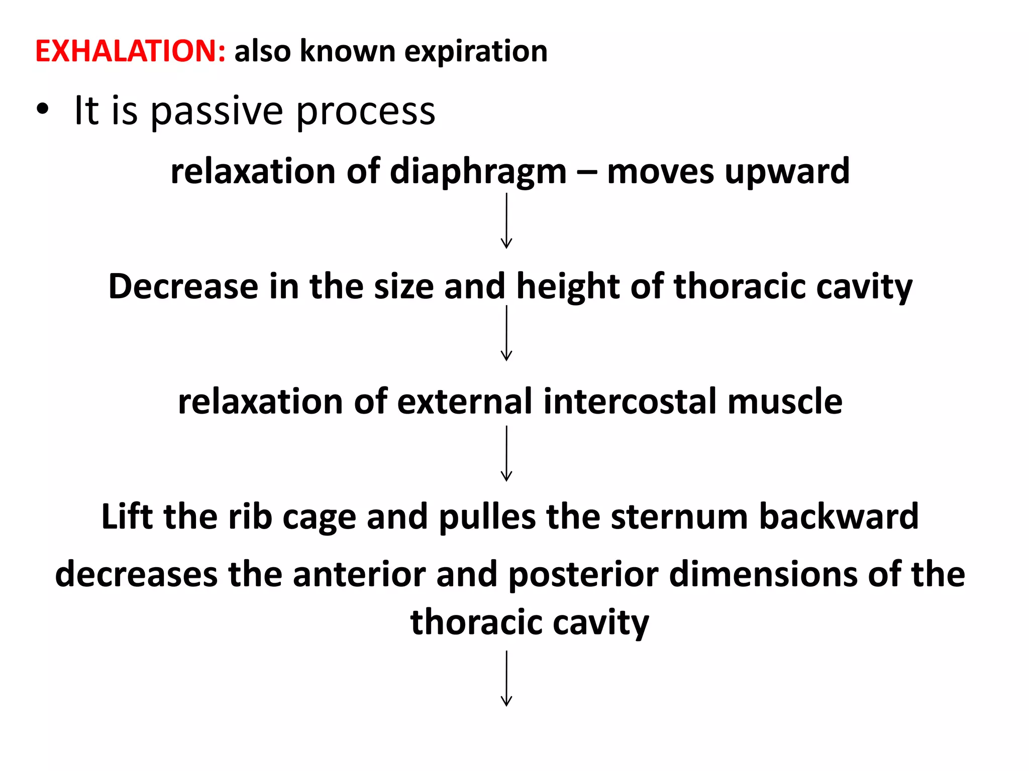 HUMAN RESPIRATORY SYSTEM ANATOMY & PHYSIOLOGY | PPT