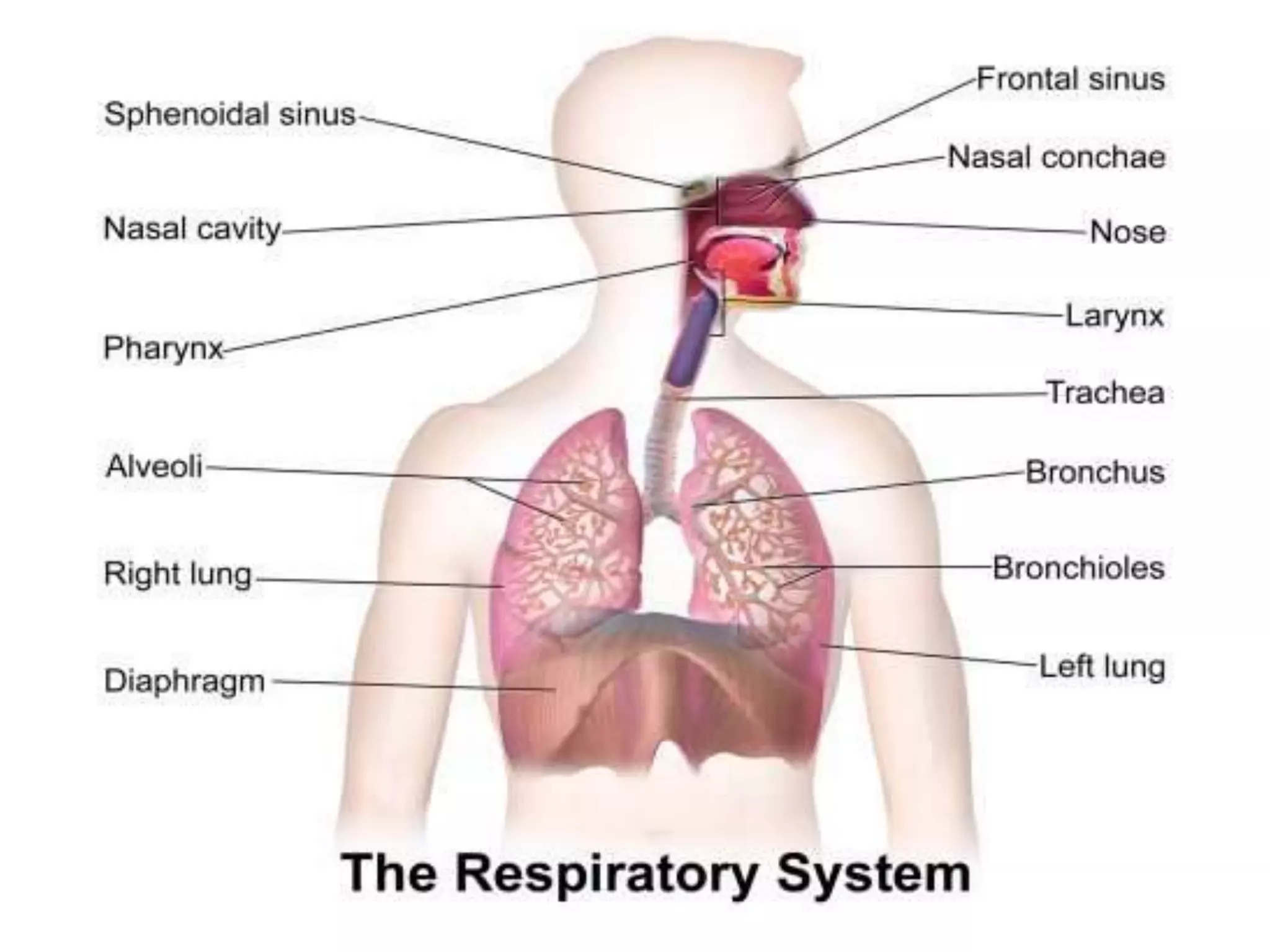 HUMAN RESPIRATORY SYSTEM ANATOMY & PHYSIOLOGY | PPT