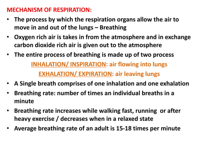 HUMAN RESPIRATORY SYSTEM ANATOMY & PHYSIOLOGY