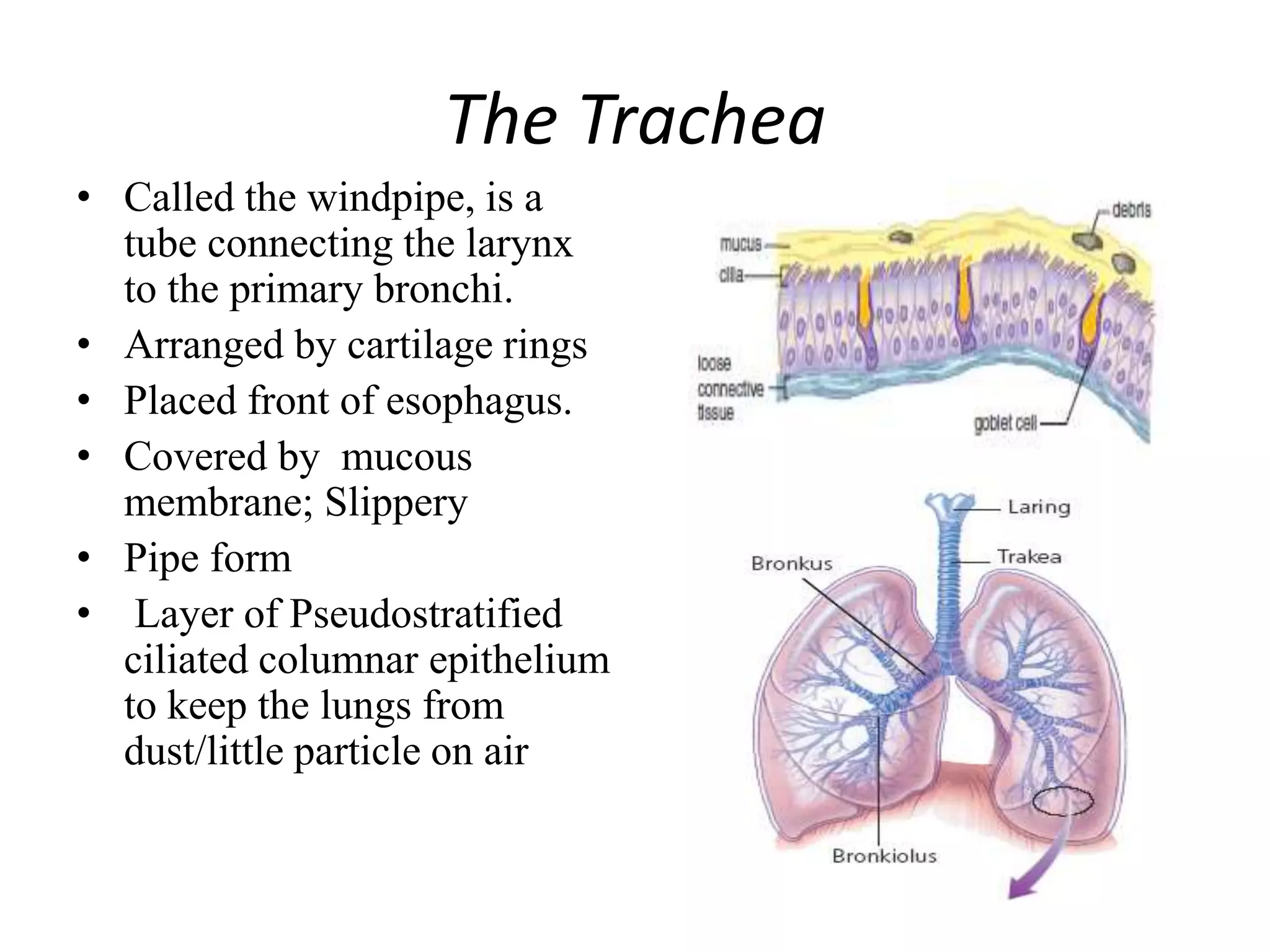 Respiratory system | PPTX