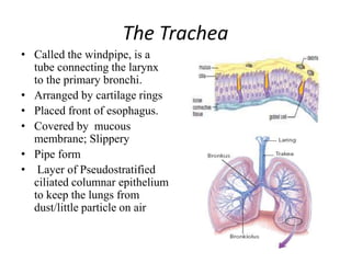 Respiratory system | PPTX