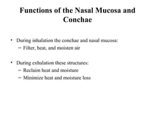 Respiratory system full | PPT