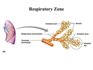 Respiratory system full | PPT