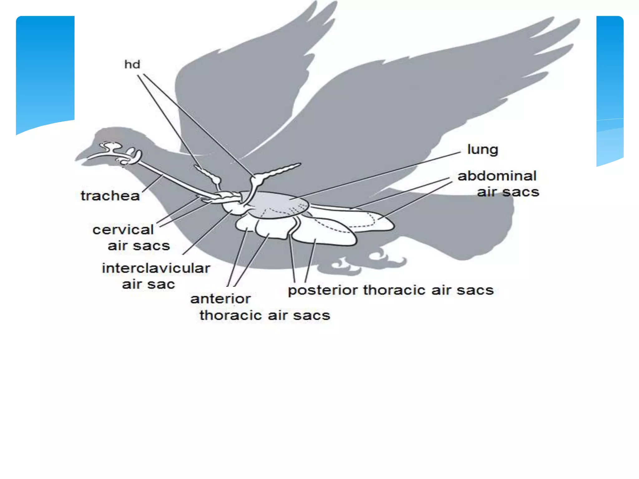 Respiratory system | PPTX