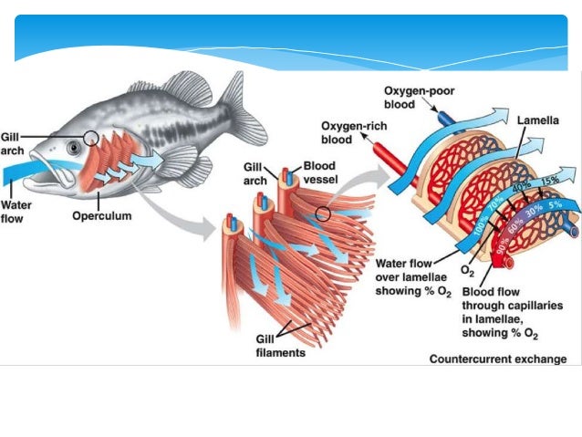 Respiratory system