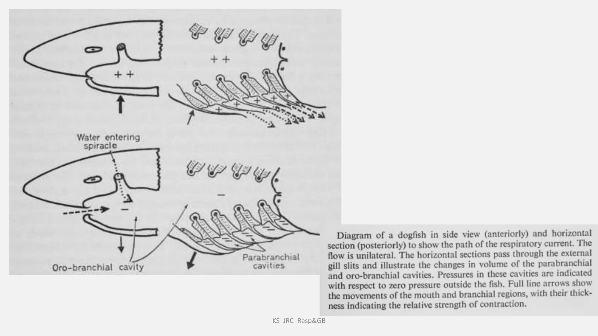 Respiratory system & gas bladder | PPTX