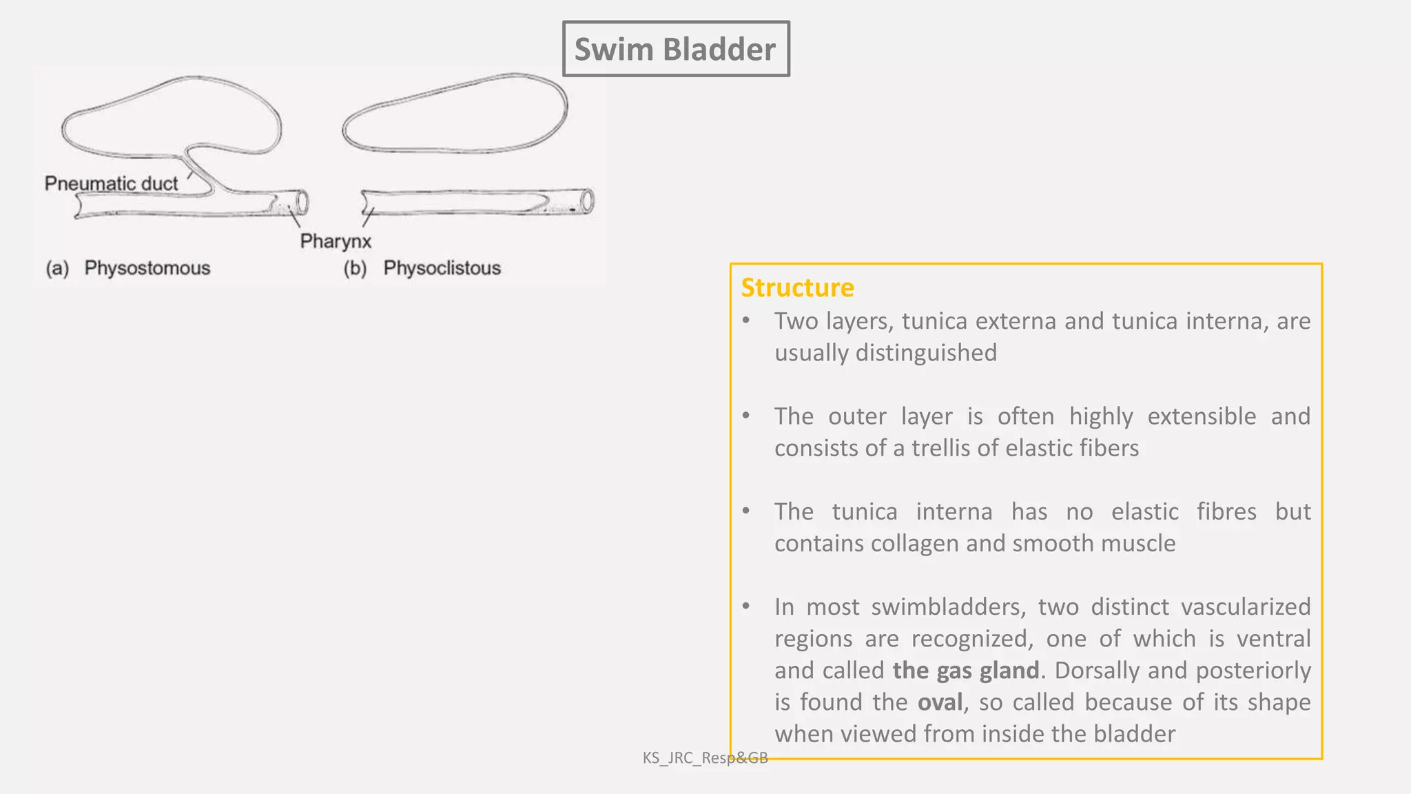 Respiratory system & gas bladder | PPTX