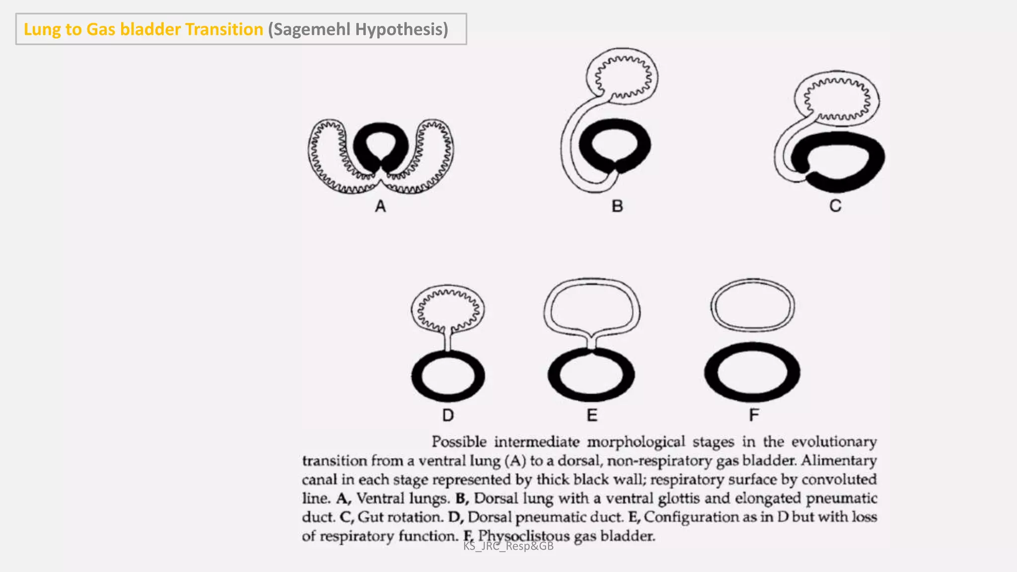 Respiratory system & gas bladder | PPTX